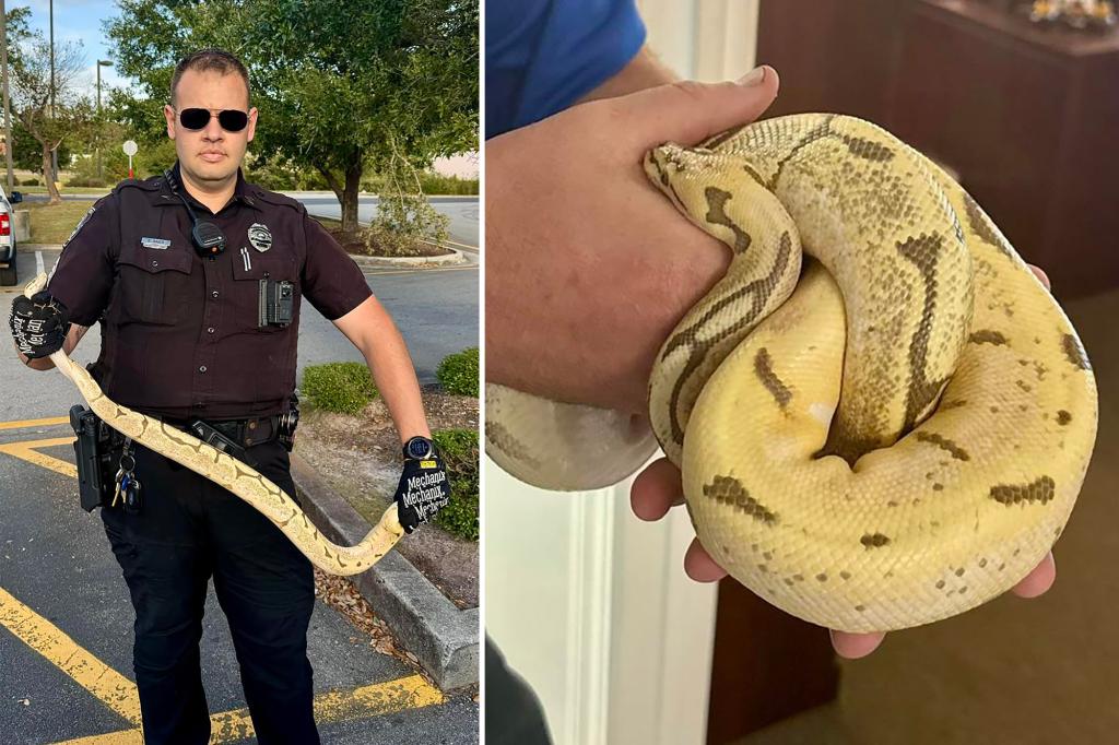 Missing Python Discovered In North Carolina Chilis Parking Lot