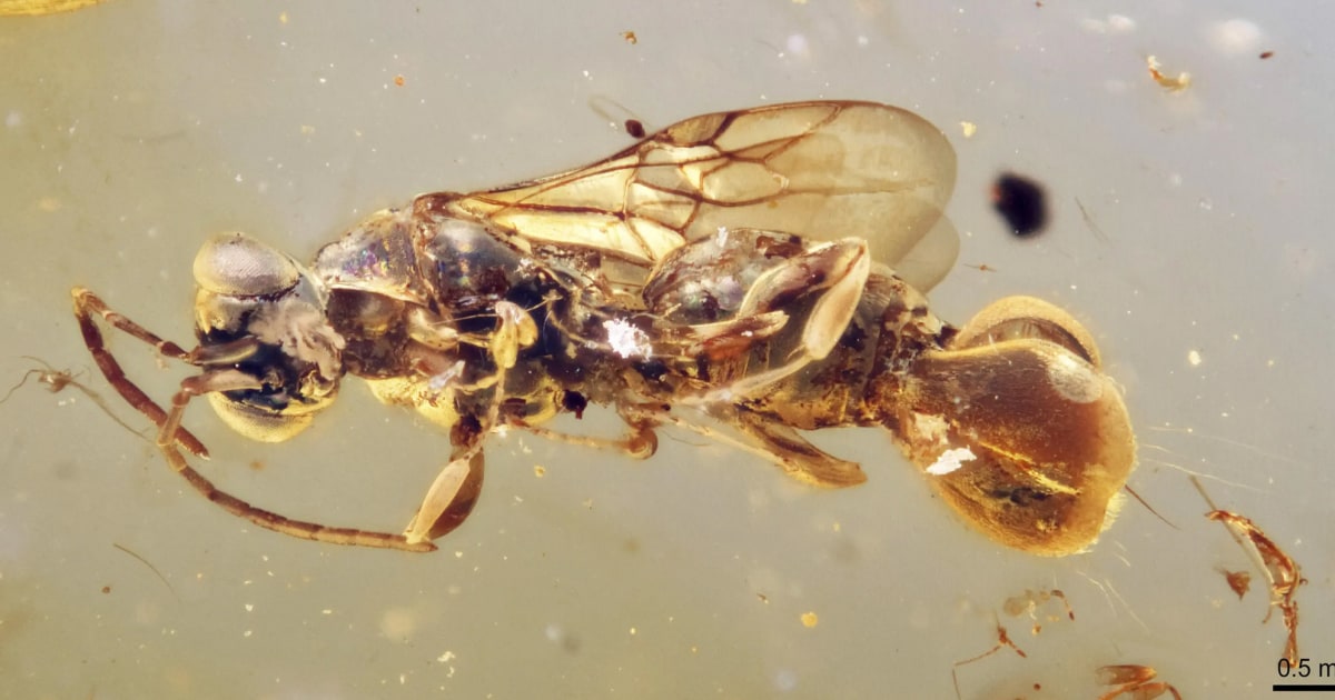 A Venus flytrap wasp? Scientists uncover an ancient insect preserved in ... A Venus flytrap wasp? Scientists uncover an ancient insect preserved in ...
