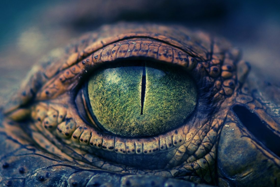 Long After Dinosaurs, These Crocs Ruled the Caribbean – DNyuz