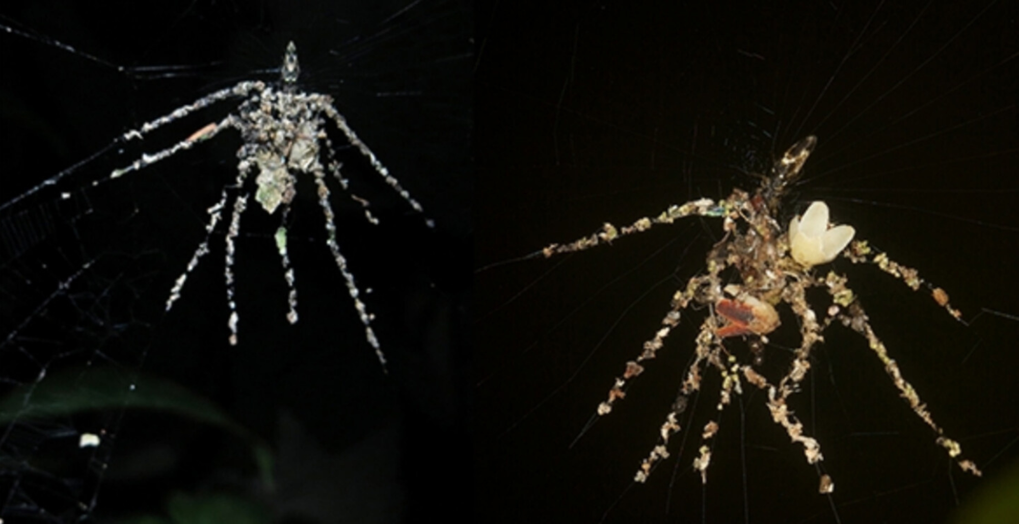 These Tiny Spiders Build Giant ‘Puppet’ Decoys From Disembodied Prey ...