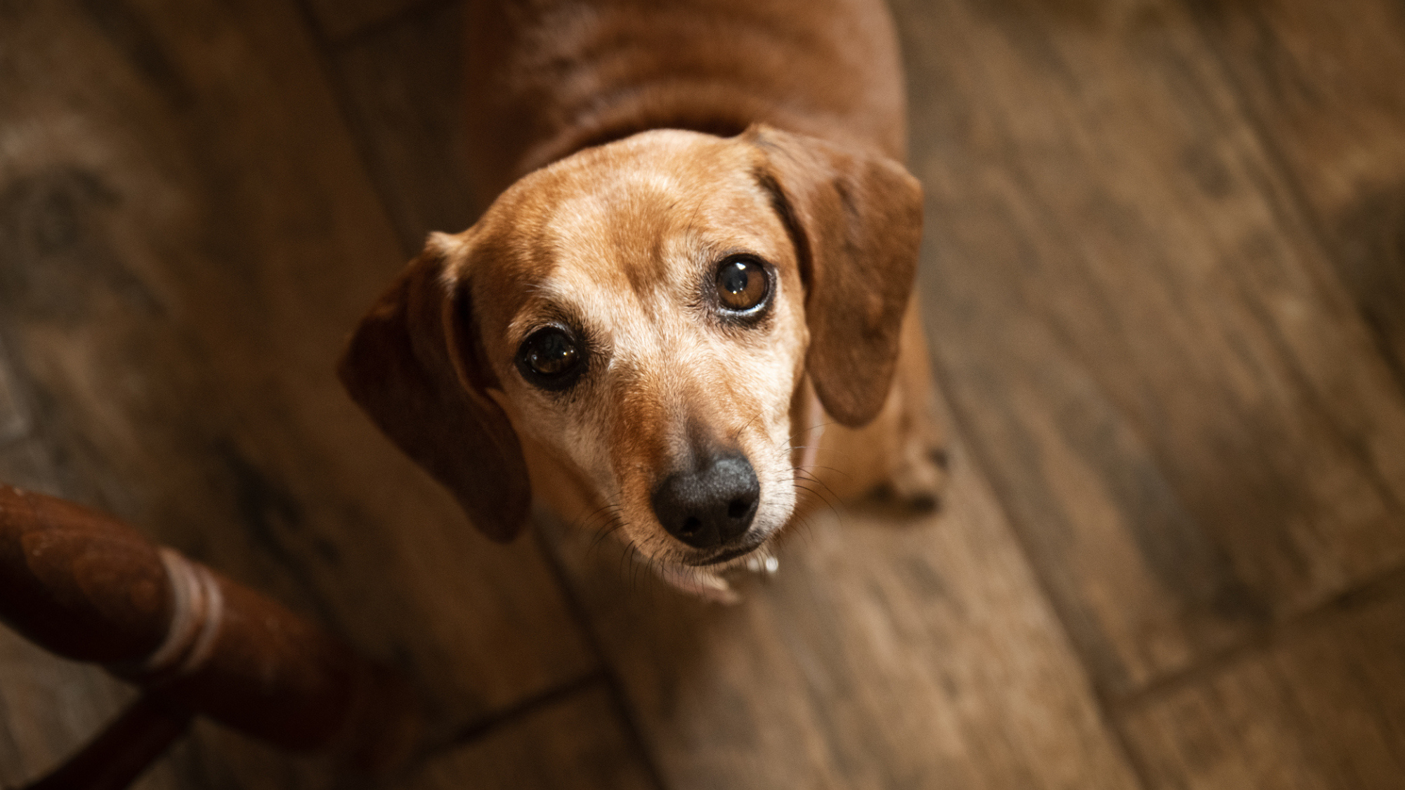 Dog Accidentally Shoots Man, Which Happens More Often Than You’d Think ...