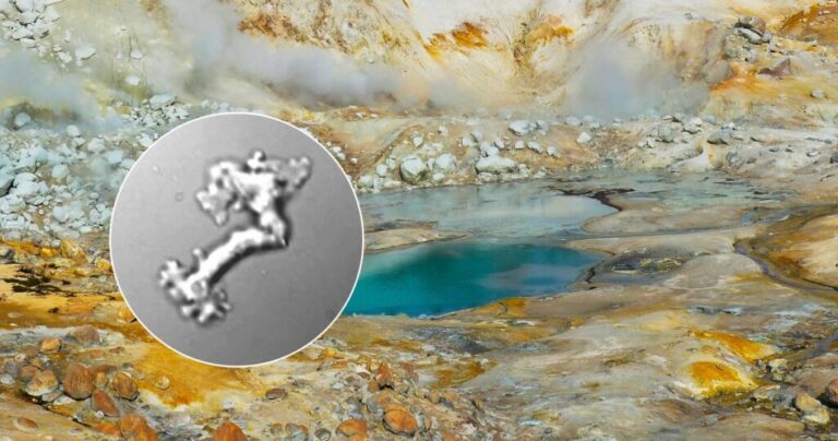 Scientists Impressed by “Fire Amoeba” That Can Survive Incredible ...