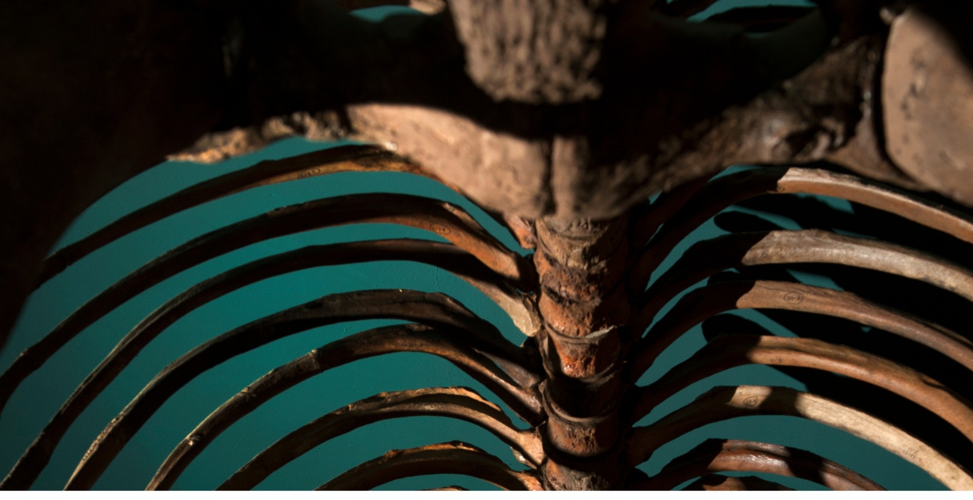 Scientists Find Youngest Mammoth Bones on Record—Except They Were ...