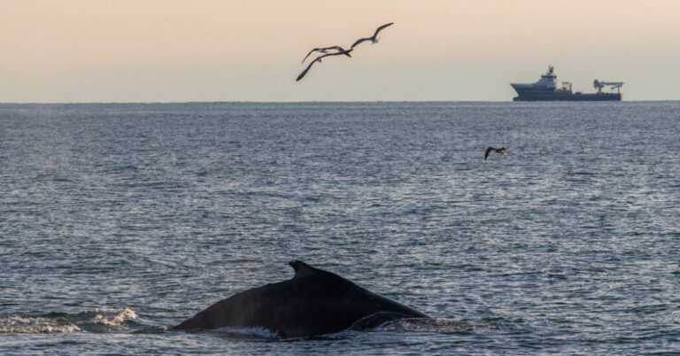 Whales Are in Danger in N.Y. Waterways: ‘Like Deer Crossing the Road ...