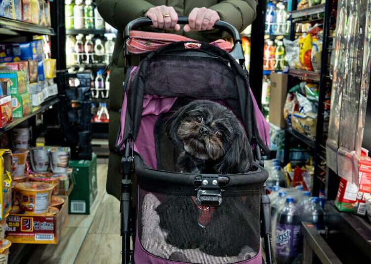 Forget the Cynics. Here’s Why You Should Get Your Dog a Stroller. – DNYUZ