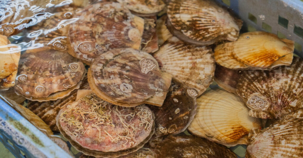How Japanese Scallops Became a Pawn in Diplomatic Tensions With China ...
