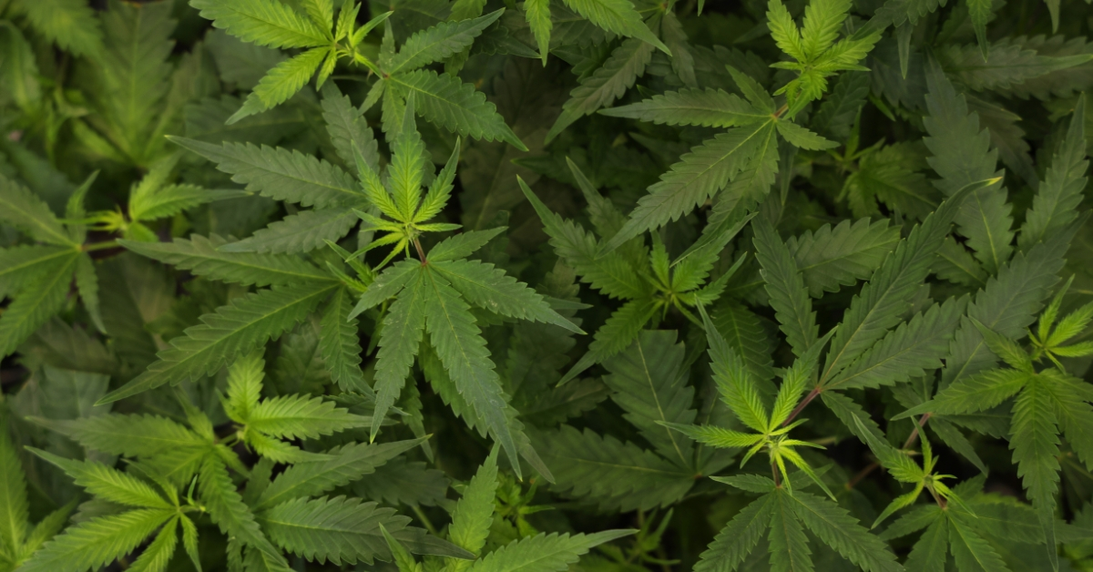 How Cannabis Makes THC, CBD, and CBC, Explained – DNYUZ