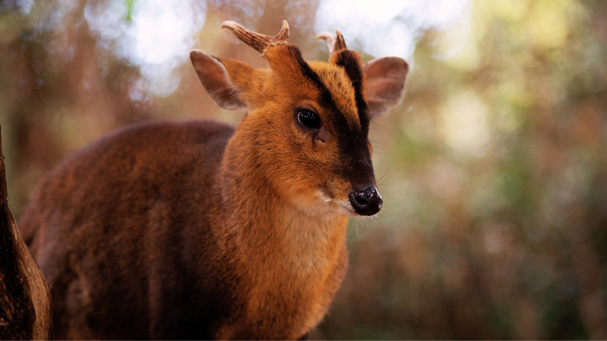 Adorable Tiny Deer Filmed Trying to Fight a Rhino at Polish Zoo – DNYUZ