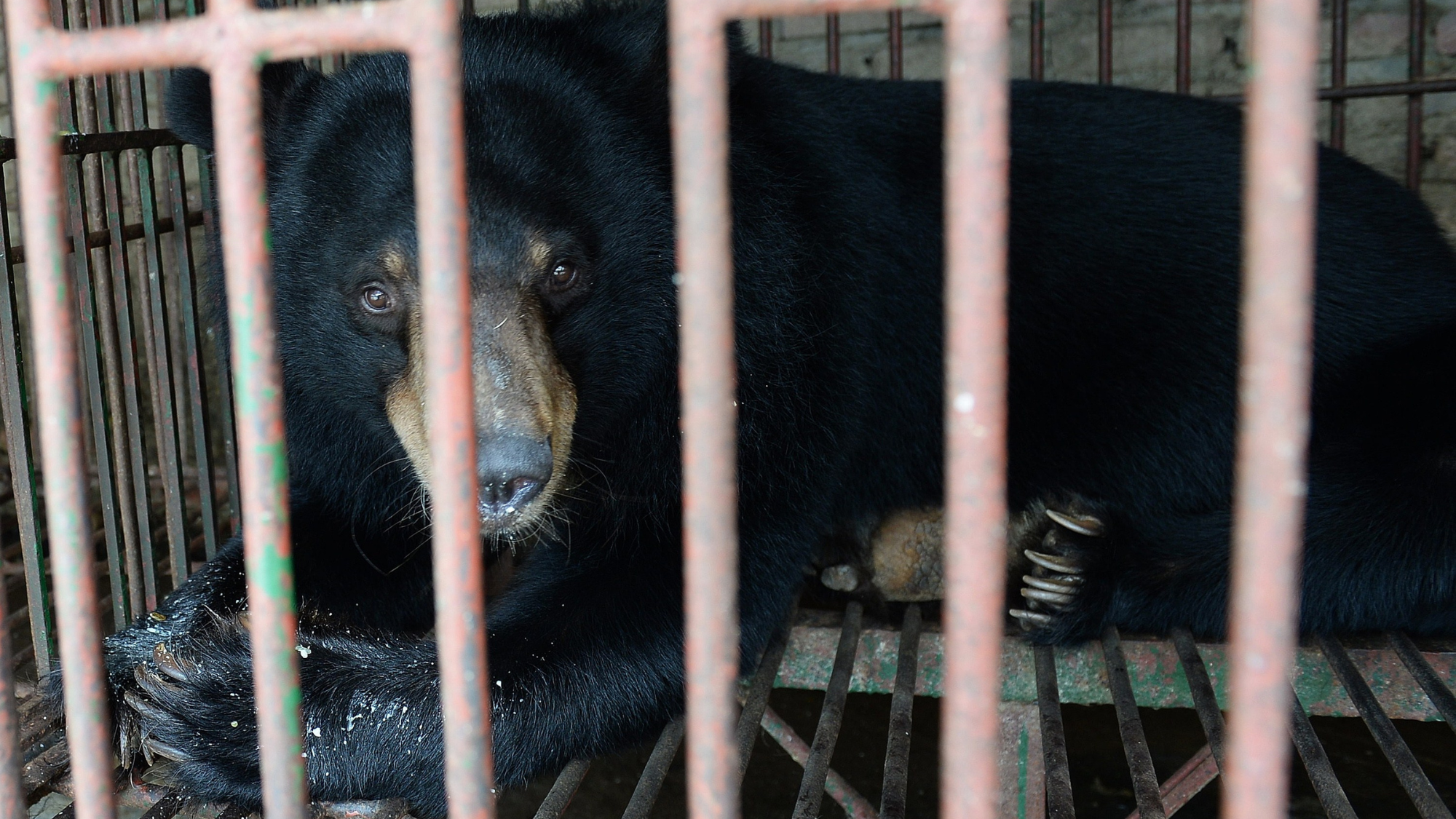 Bear Bile Farming Is Finally Illegal in South Korea, Now 200 Moon Bears ...