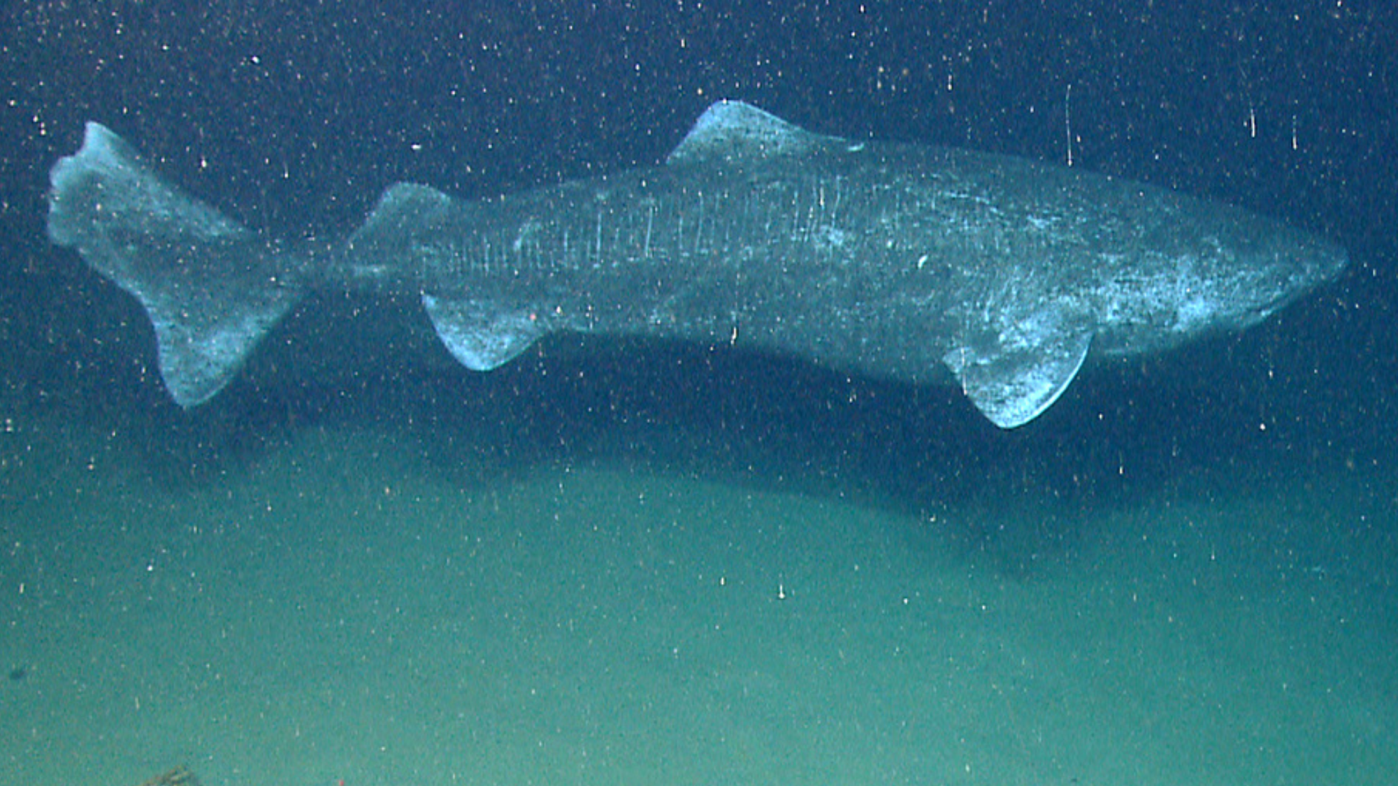 Could 400-Year-Old Sharks Hold the Secret to Eye Health for Humans? – DNYUZ