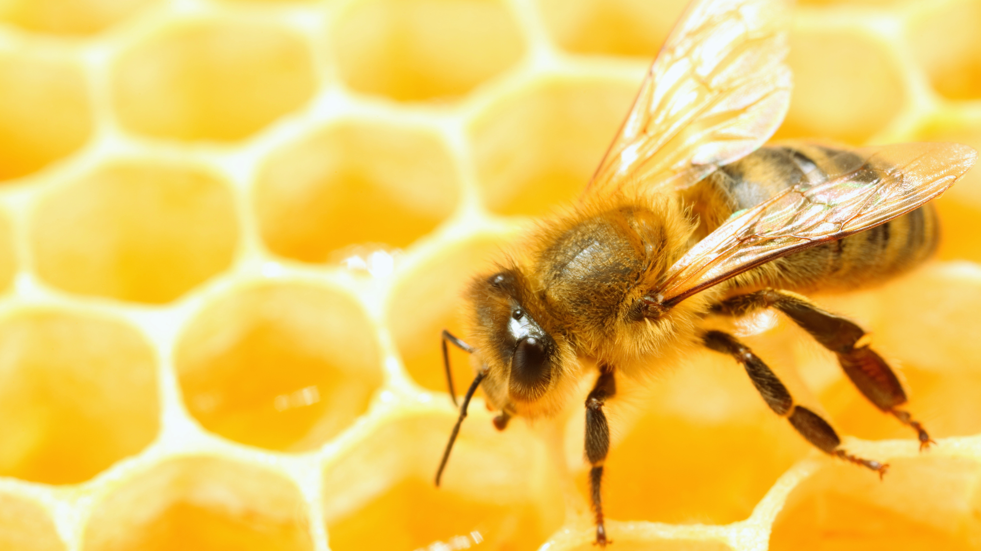Do Bees Hold the Key to Communicating With Aliens? – DNYUZ
