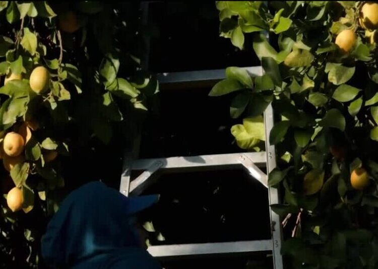 Before Urban Raids, Border Patrol Tested Tactics in California Farm ...