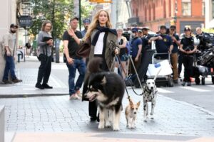 Fury over Jennifer Lawrence’s dog reveals a culture that puts kids last ...