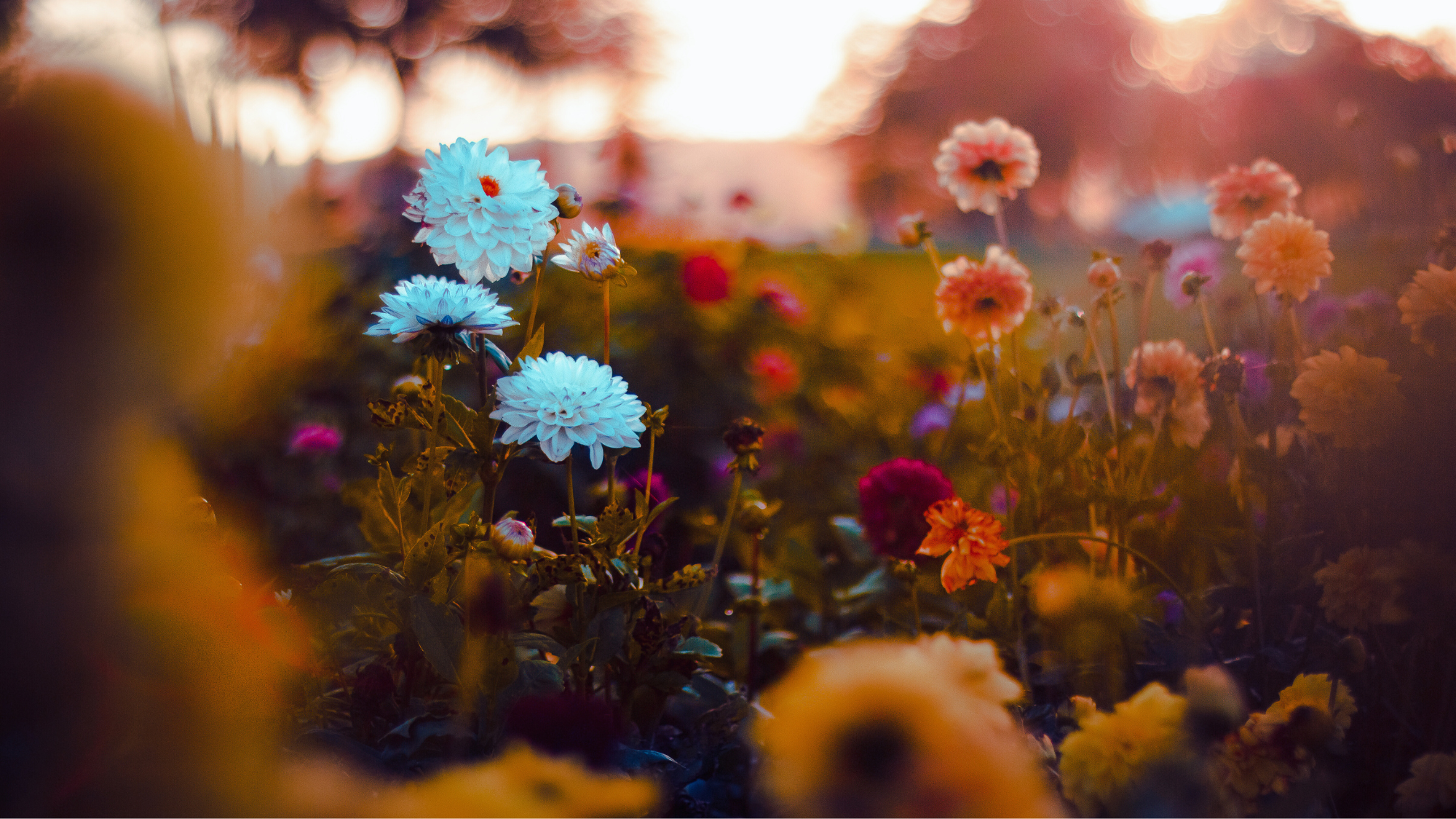 Plants Can Talk to Each Other When They Touch, and It Makes Them ...