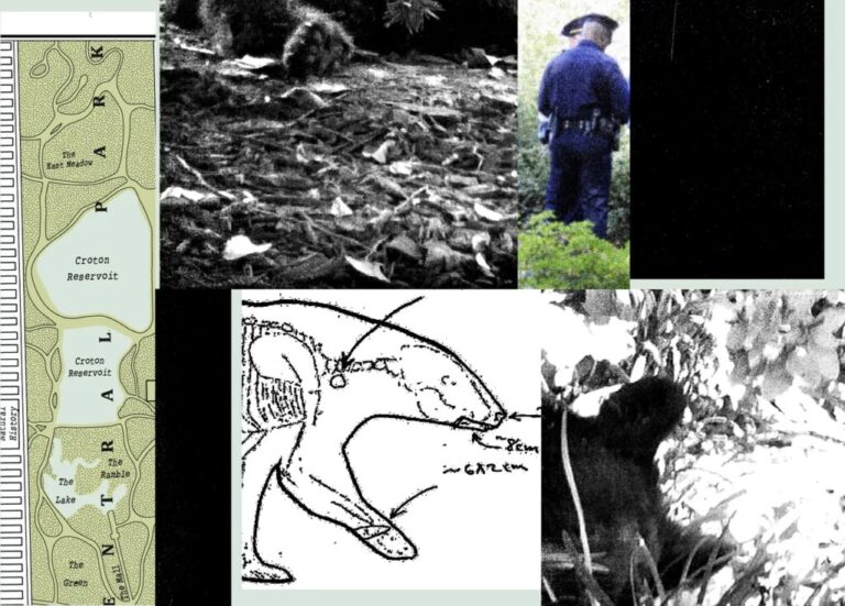 New Records Reveal the Mess RFK Jr. Left When He Dumped a Dead Bear in ...