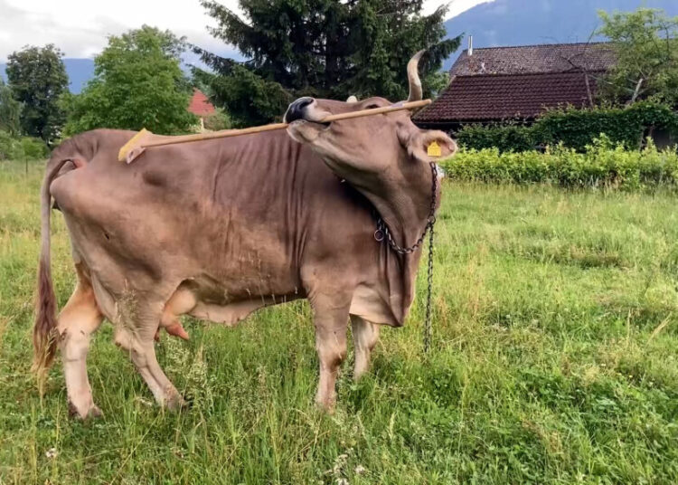 Cows may be smarter than we thought. This one uses a brush to scratch ...