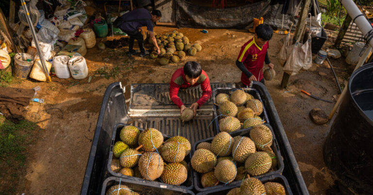 Farmers Made a Fortune on This Fruit. Now It Is Piling Up. – DNYUZ