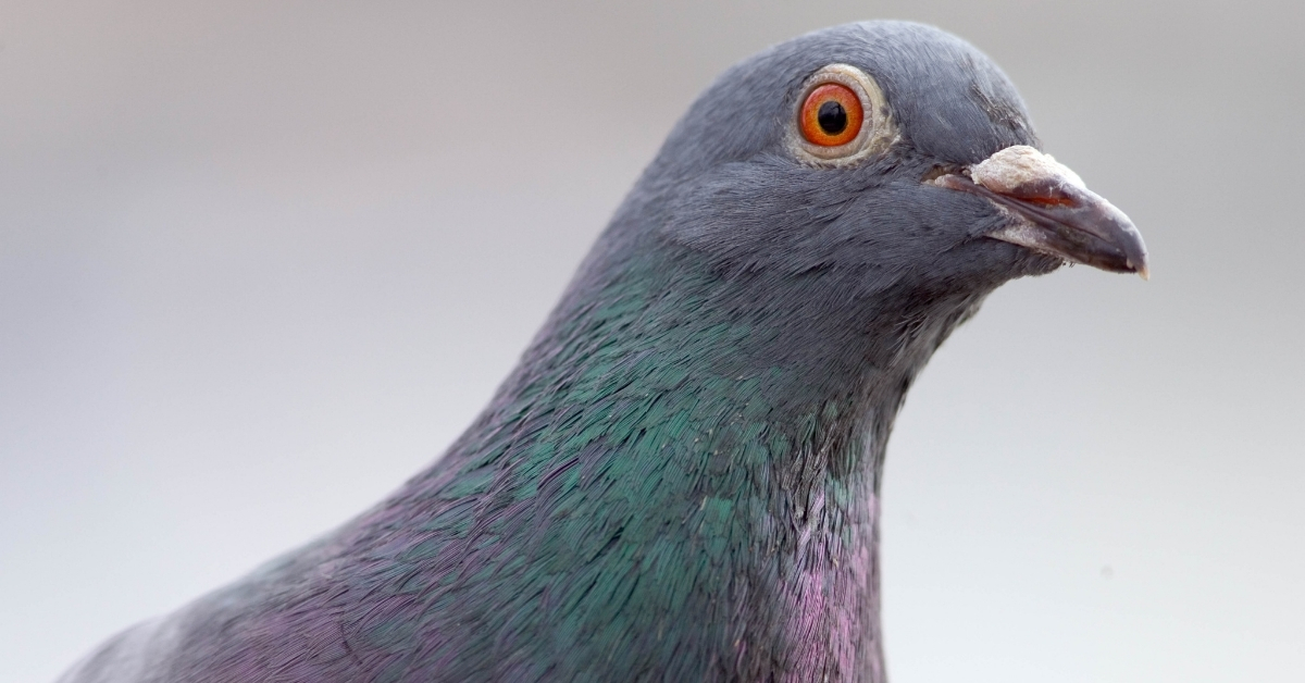 A Russian Startup Is Turning Pigeons Into Remote-Controlled Drones – DNYUZ