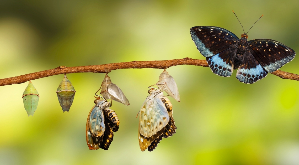 These Baby Butterflies Speak Ant—and Use It to Trick the Colony Into ...