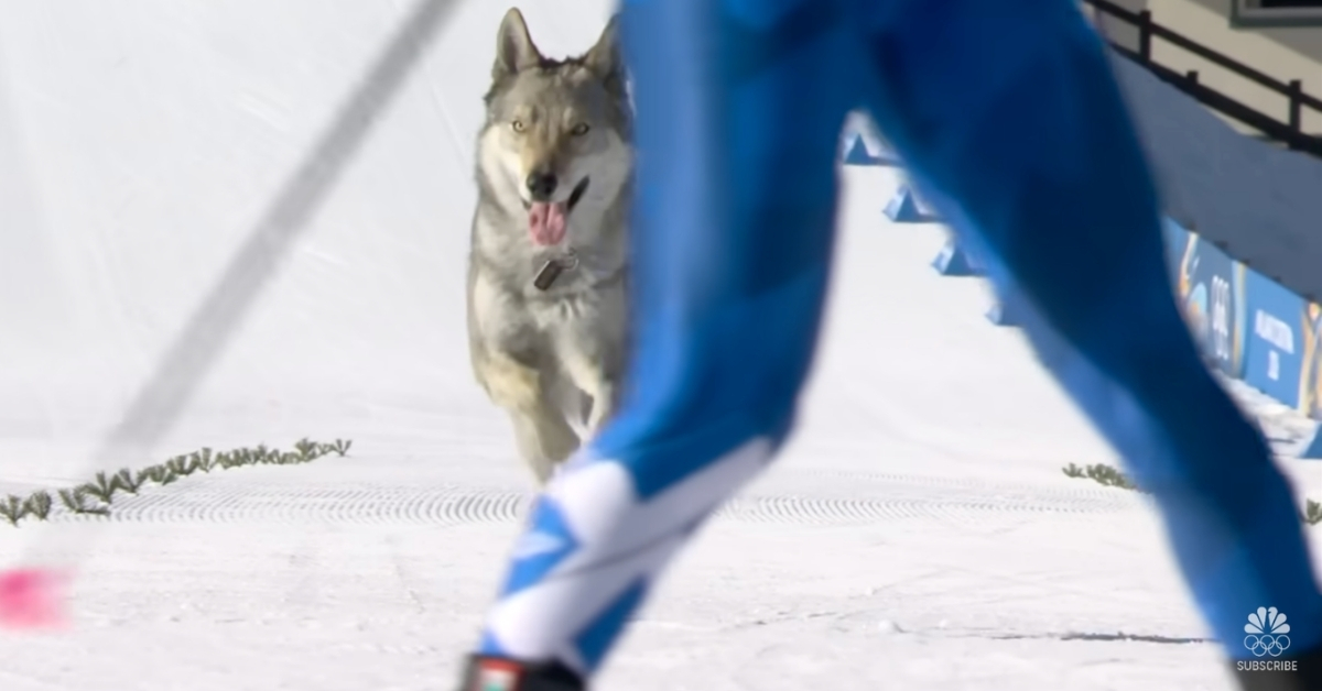 You Have to Watch This Very Good Dog Try to Win an Olympic Ski Race – DNYUZ