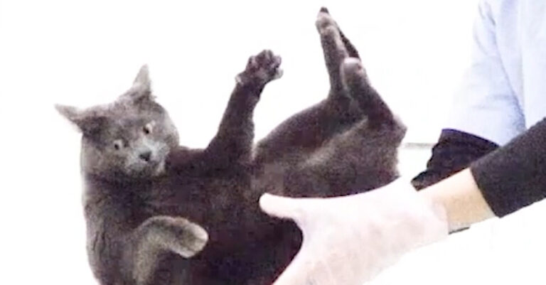 Why Falling Cats Always Seem to Land on Their Feet – DNYUZ