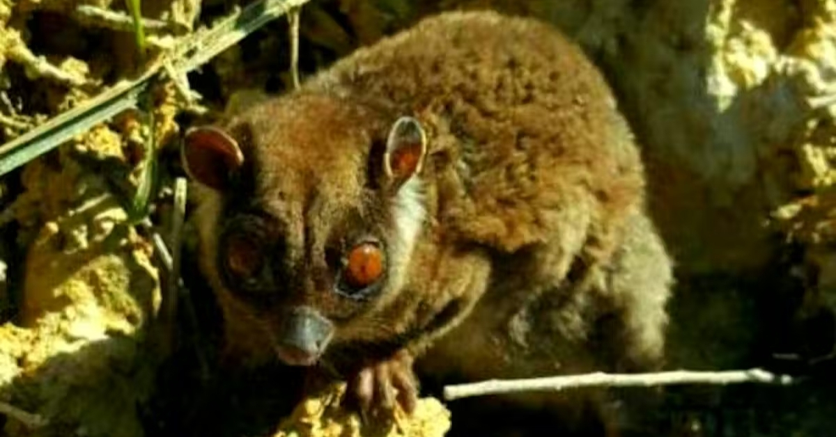 Marsupial Found Alive After Being Thought Dead for 6,000 Years – DNYUZ