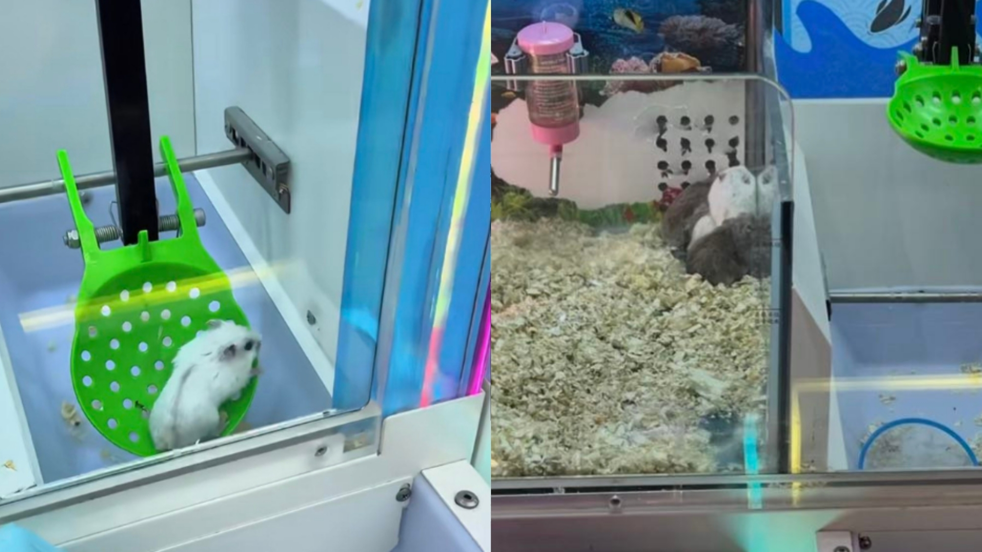 Arcade Under Fire for Using Live Hamsters as Claw Machine Prizes – DNYUZ