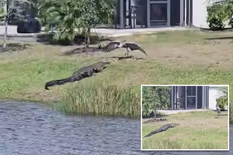 Crane scares off alligator in epic showdown: ‘Most Florida video ever ...