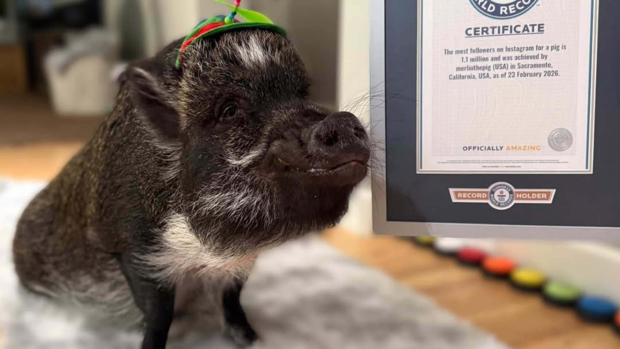 A ‘Talking’ Pig With a Love for Pigeons Just Became Instagram Royalty ...
