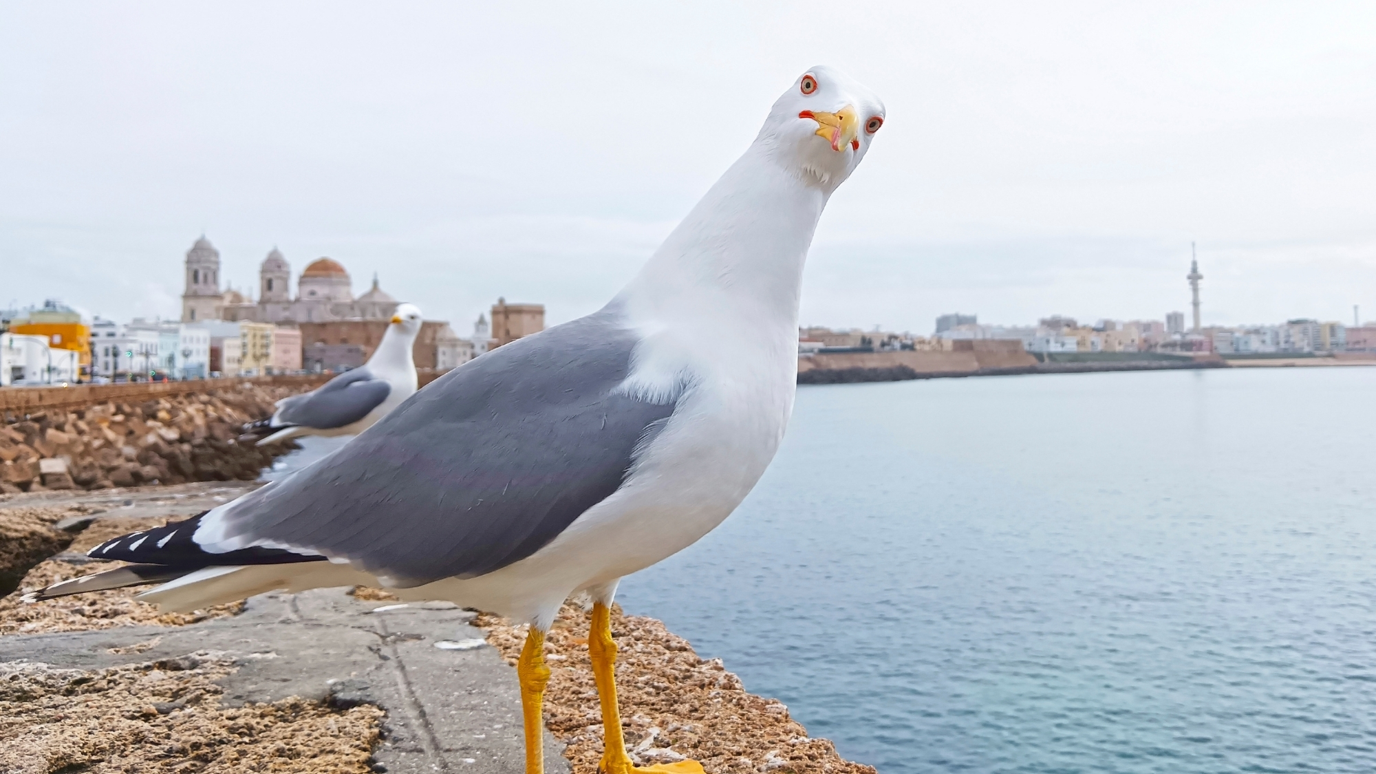 3 Signs Your Date Is ‘Seagulling’ You (Yes, It’s a Real Dating Trend ...