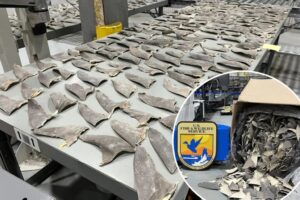 Wildlife officials intercept 1,600 pounds of illegal shark fins in ...