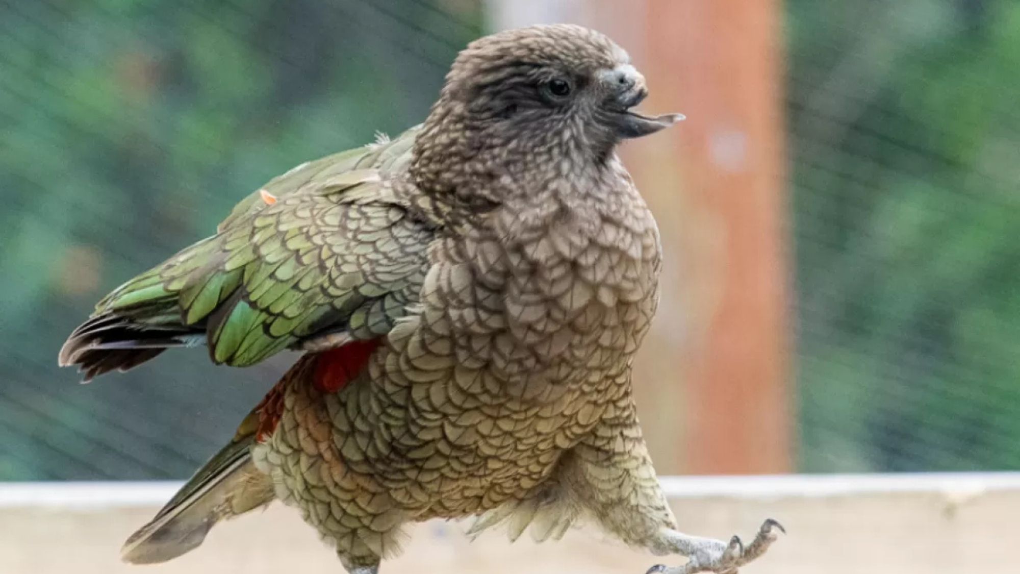 How a Disabled Parrot Named Bruce Became the Alpha of His Circus – DNYUZ