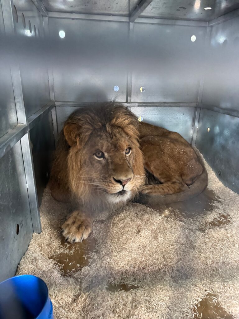 Missing lion cub is reunited with family after rescue – DNYUZ