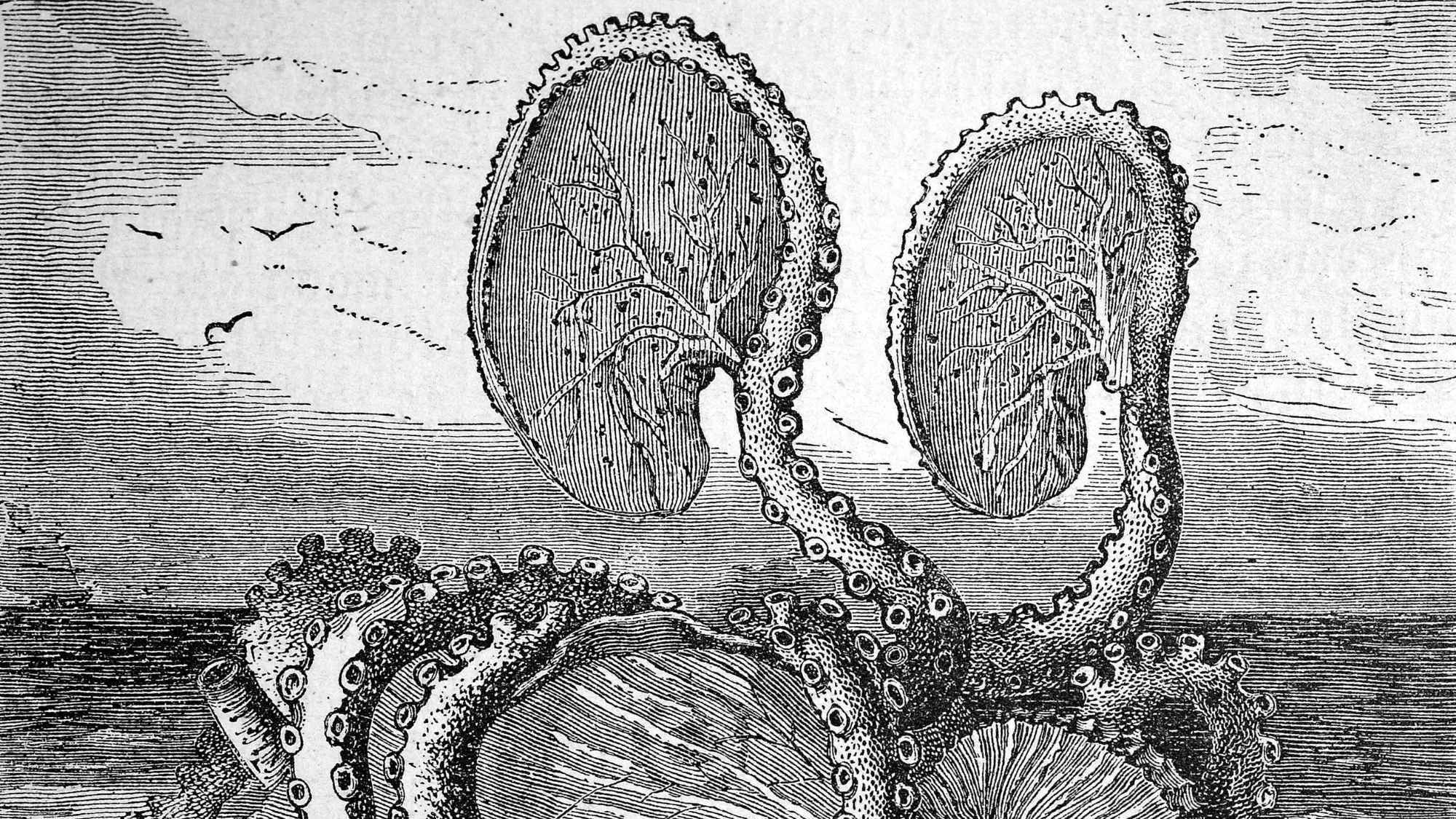 Scientists Uncovered Fossils of a 100-Million-Year-Old ‘Kraken’ – DNYUZ