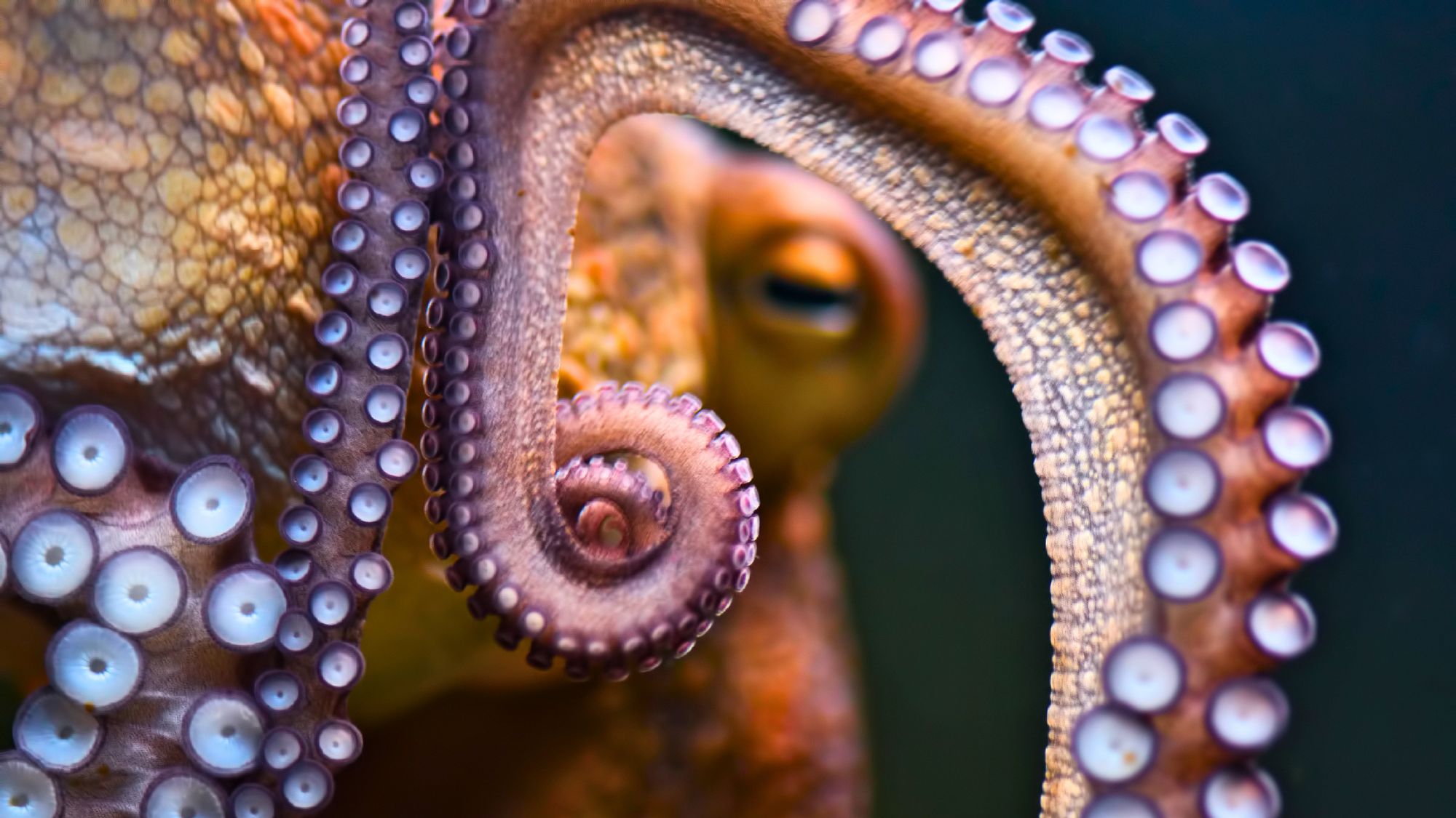 Scientists Just Discovered the World’s Oldest Octopus Is Something Else ...