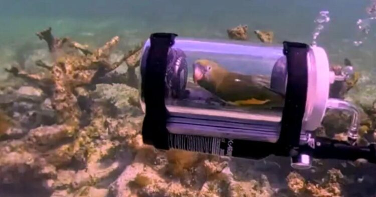 Man Creates Tiny Submarine for His Parakeet to Experience Life ...