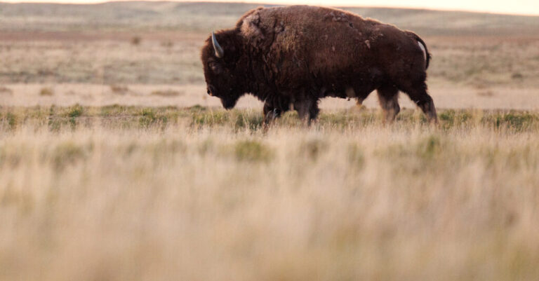 Home on the Range No More: Trump Wants Bison Gone – DNYUZ