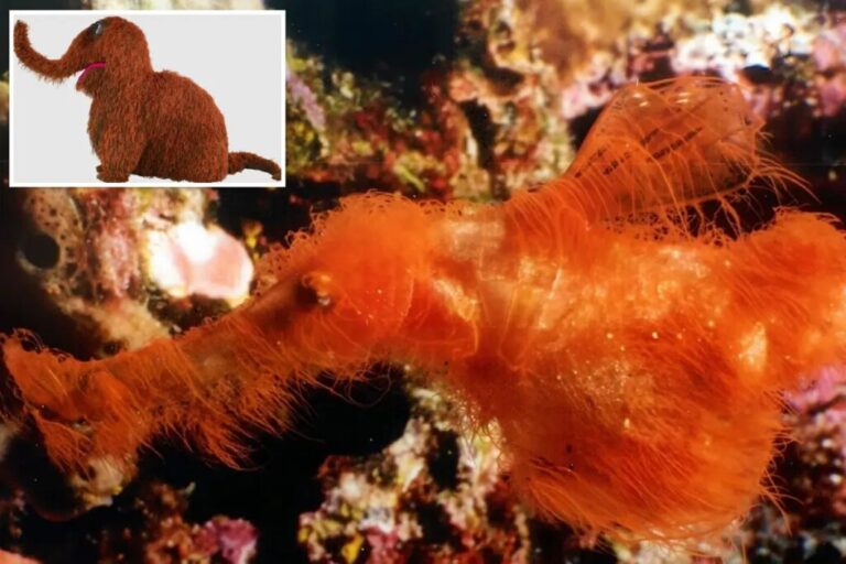 Bizarre, new fish species discovered — adorably dubbed ‘Snuffleupagus ...
