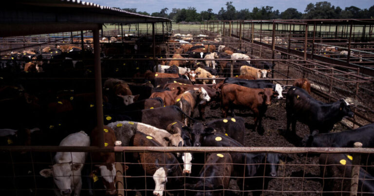 China Restores Beef Trade With U.S. as Goodwill Gesture for Trump Visit ...