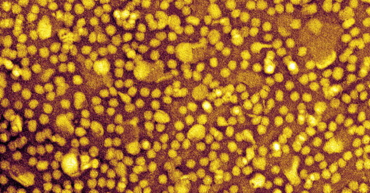 One-and-Done Heart Disease Prevention? Scientists Show It May Be ...