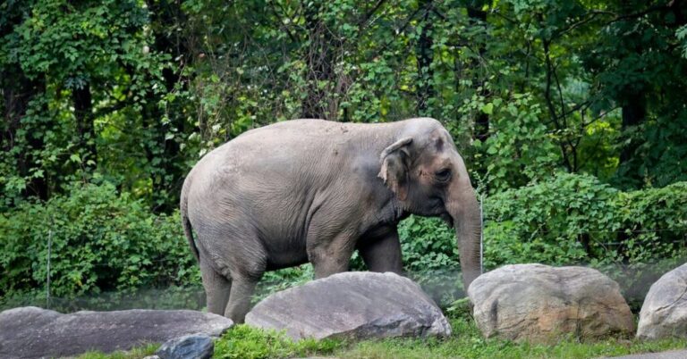 Happy, Bronx Zoo Elephant at Center of Animal Rights Case, Is Dead at ...