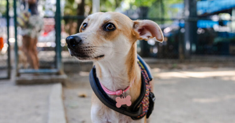 It’s a Bone of Contention: Mexico and Brazil Are Arguing Over Dogs – DNYUZ