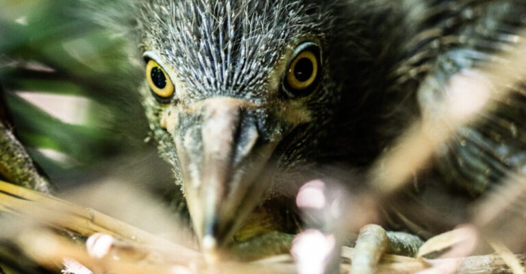 This Rugged New York Heron Is Suddenly Facing Extinction. Why? – DNYUZ