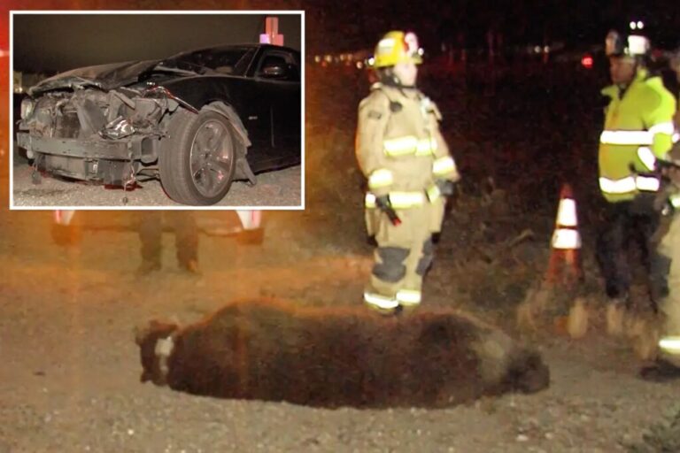 Grisly scene as bear fatally struck by car in SoCal – DNYUZ