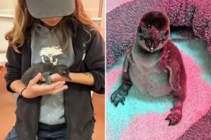 First penguin chicks born at California zoo in years as handlers reveal ...