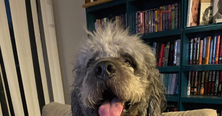 After Her Knicks Celebration Drew the Police, an Officer Killed Her Dog ...