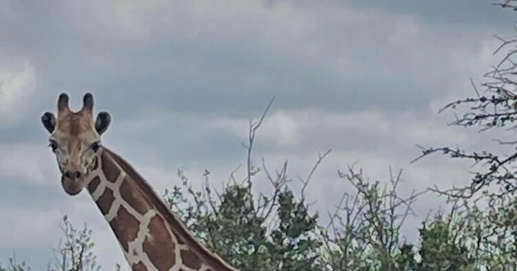 Gracie the Giraffe Goes Missing in Texas – DNYUZ