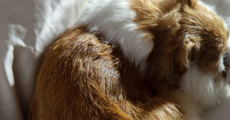 Is It Bad to Sleep With My Pet? – DNYUZ