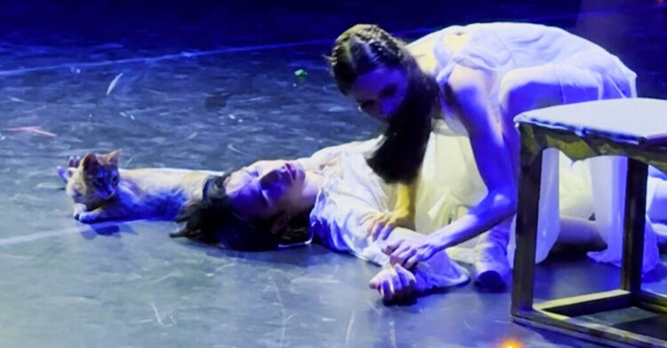 In Its Tragic Finale, ‘Romeo and Juliet’ Is Interrupted by a Cat – DNYUZ