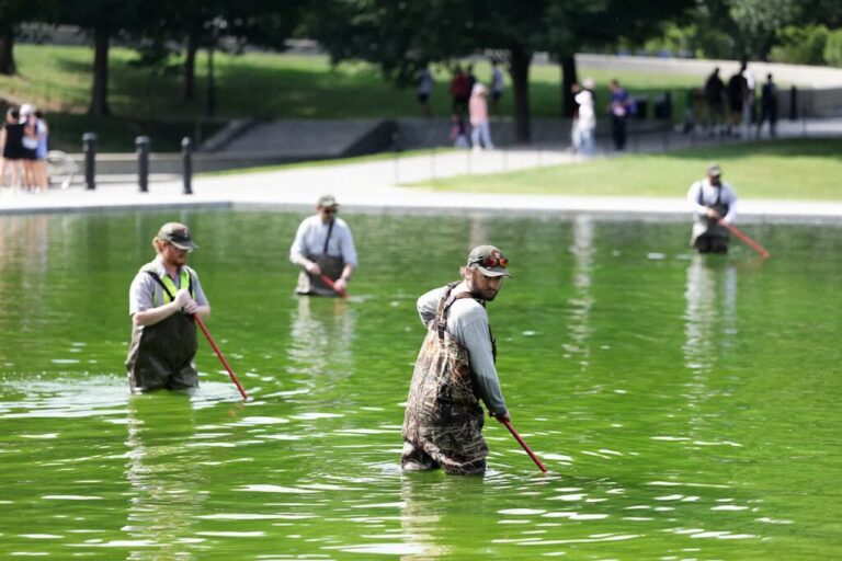 Why the Reflecting Pool Is Full of Algae After Trump’s Renovation – DNYUZ